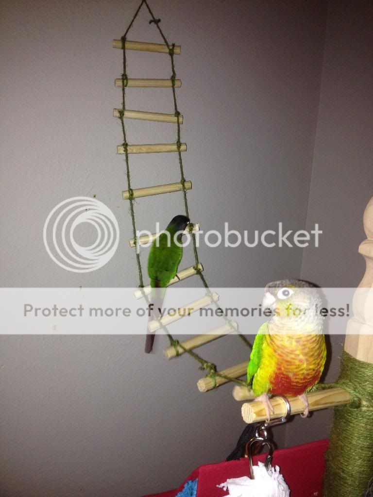 It's been a bit. Kiwi and Loki update!! (Pics and their new cage ...