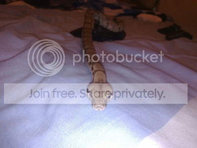 snake shaming!! | Page 2 | Reptile Forums